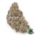 Exotic Bud Archives - Get Bud Online USA